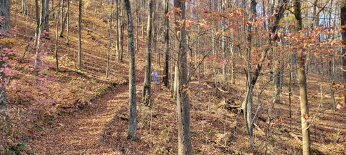 Best Hikes and Trails in Lone Mountain State Forest | AllTrails