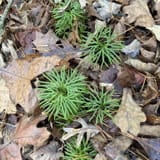 Nottely Reservoir Trail, Georgia - 960 Reviews, Map | AllTrails