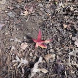 Lake Rabon Park Loop, South Carolina - 125 Reviews, Map | AllTrails