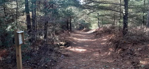 Best Walking Trails in Myles Standish State Forest | AllTrails