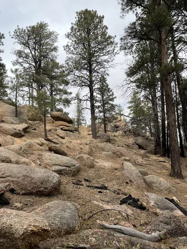 Best Hikes and Trails in Hualapai Mountain Park | AllTrails