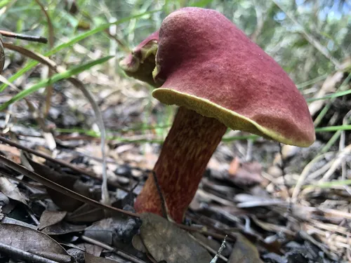 Best Hikes and Trails in Green Swamp Wildlife Management Area | AllTrails