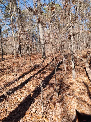 Best Hikes and Trails in Devils Backbone Wilderness | AllTrails