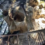 Tafoni Sandstone Formation via Tafoni, Fir, and Methuselah Loop ...