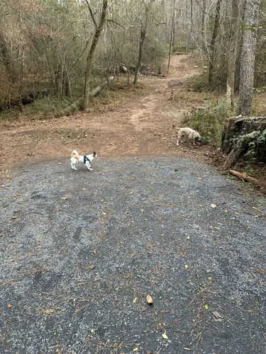 Best Hikes and Trails in Yellow River Park | AllTrails