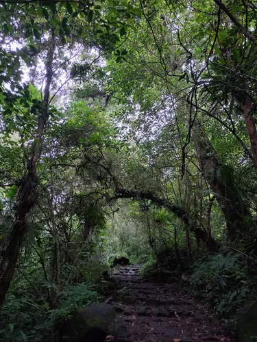 Best Waterfall Trails in Mount Gede Pangrango National Park | AllTrails
