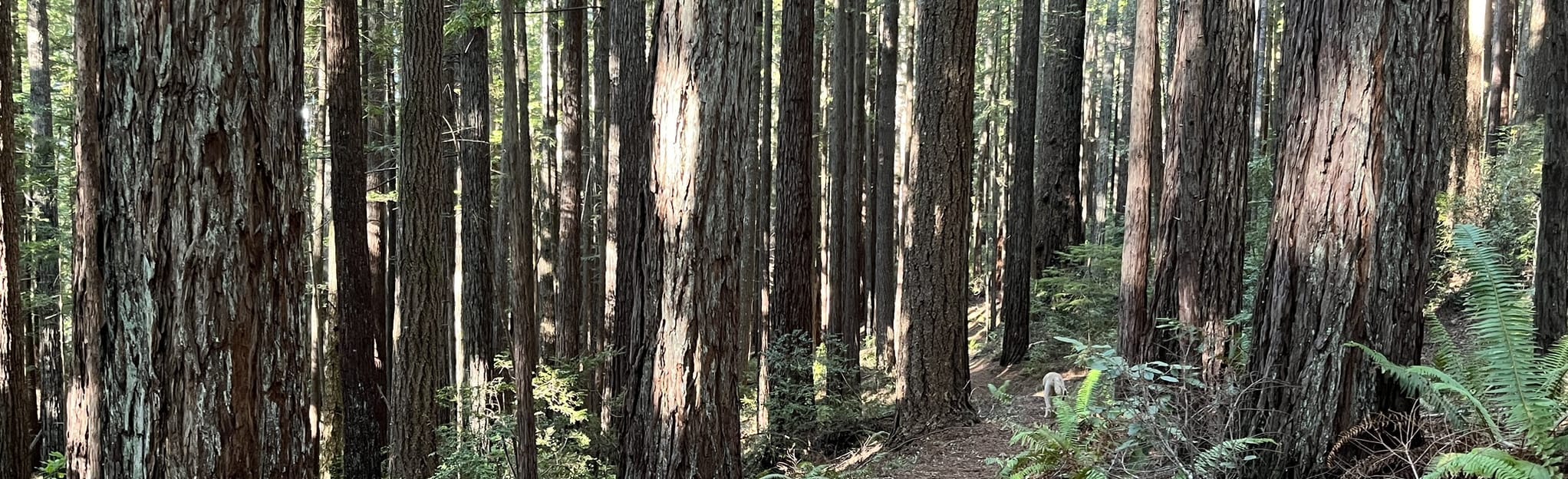 Oregon Redwoods Trail, Oregon - 303 Reviews, Map | AllTrails