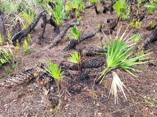 Best Hikes and Trails in Buckingham Community Park | AllTrails