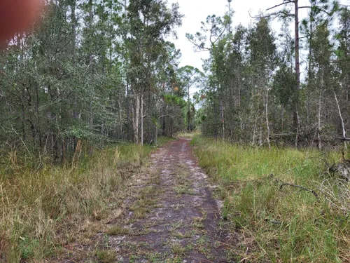 Best Hikes and Trails in Buckingham Community Park | AllTrails