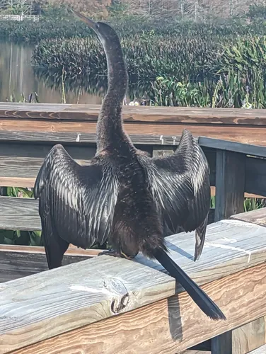 Best Hikes and Trails in Green Cay Nature Center and Wetlands | AllTrails