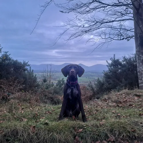 Best Hikes and Trails in Scaragh Wood | AllTrails