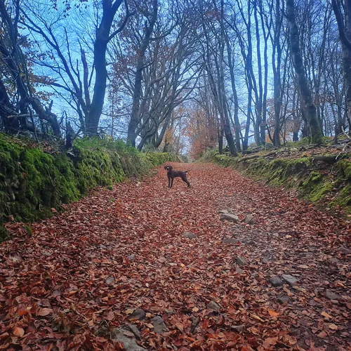 Best Hikes and Trails in Scaragh Wood | AllTrails