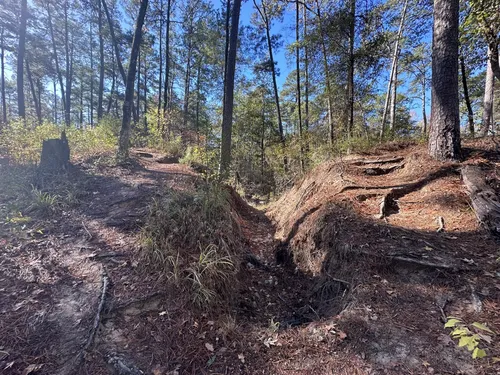 Best Hikes and Trails in Angelina National Forest | AllTrails