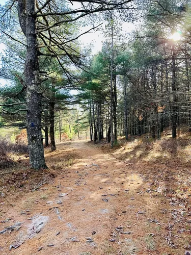 Best Walking Trails in Myles Standish State Forest | AllTrails