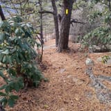 Pine Mountain State Scenic Trail: Highland Section, Kentucky - 51 ...