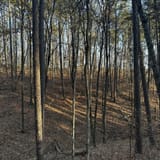 Berryman and Ozark Trail Loop, Missouri - 288 Reviews, Map | AllTrails