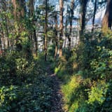 Mount Sutro Loop, California - 2,223 Reviews, Map | AllTrails