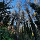 Mount Sutro Loop, California - 2,223 Reviews, Map | AllTrails