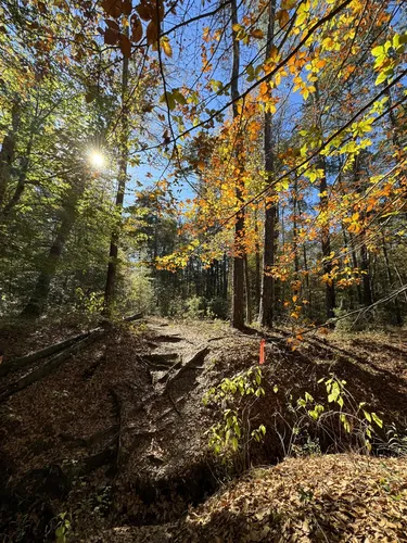 Best Hikes and Trails in Angelina National Forest | AllTrails