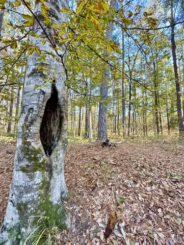 Best Camping Trails in Angelina National Forest | AllTrails