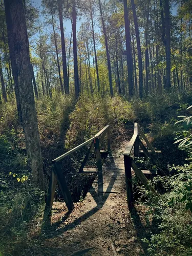 Best Hikes and Trails in Angelina National Forest | AllTrails