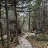 Andrews Bald Trail, North Carolina - 2,366 Reviews, Map | AllTrails