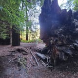 Stout Memorial Grove Trail, California - 2,261 Reviews, Map | AllTrails
