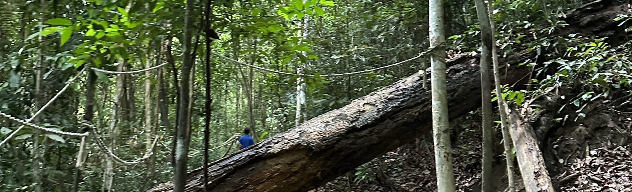 Bukit 300 Teluk Batik, Perak, Malaysia - 119 Reviews, Map | AllTrails