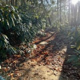 Spence Ridge Trail, North Carolina - 278 Reviews, Map | AllTrails