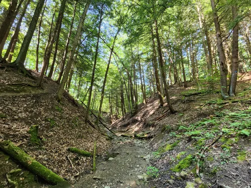 Best Hikes and Trails in Allen Lake State Forest | AllTrails