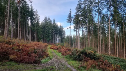 10 Best Trails, Walks, and Paths in Haslemere | AllTrails