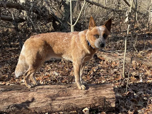 Best Hikes and Trails in Lowe-Volk Park | AllTrails