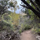 Turkey Creek Trail, Texas - 2,243 Reviews, Map | AllTrails