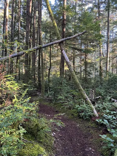 Best Hikes and Trails in Banner Forest Heritage Park | AllTrails