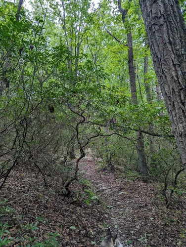 Best 10 Hiking Trails in Elk Neck State Forest | AllTrails