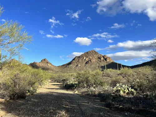 10 Best Trail Running Trails in Tucson Mountain Park | AllTrails