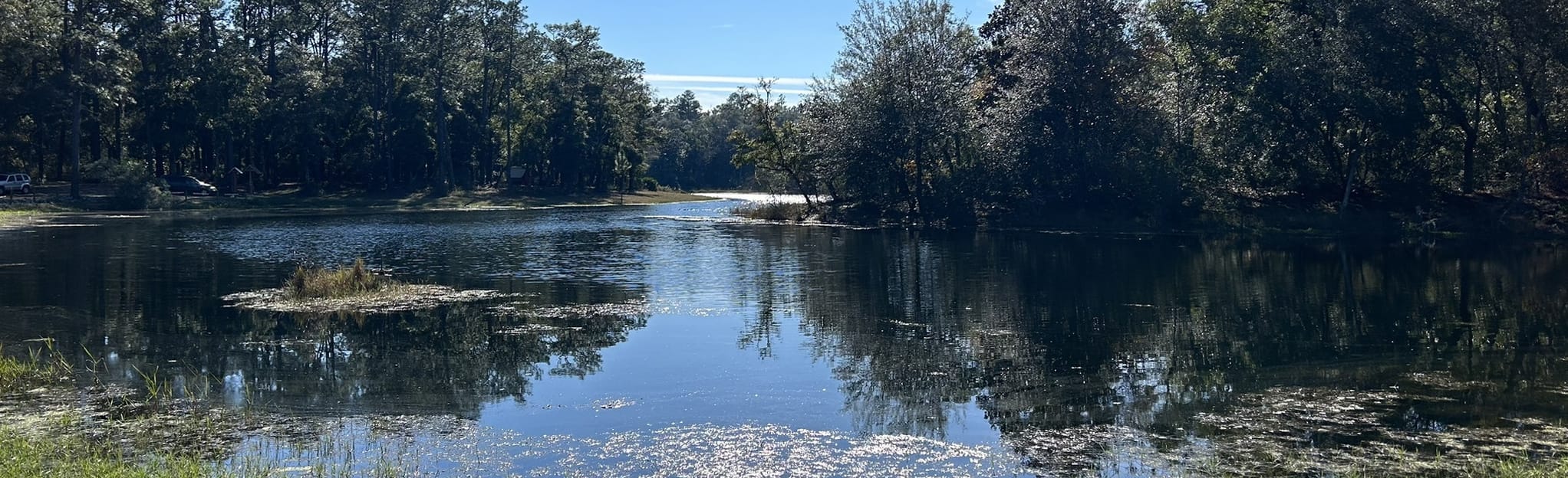 Timber Lake Trail West, Florida - 176 Reviews, Map | AllTrails
