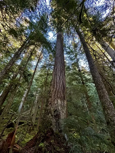 Best Hikes and Trails in Chilliwack River Ecological Reserve | AllTrails