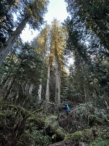 Best Hikes and Trails in Chilliwack River Ecological Reserve | AllTrails