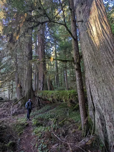 Best Hikes and Trails in Chilliwack River Ecological Reserve | AllTrails