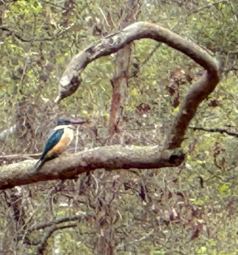 Best Hikes and Trails in Beerwah State Forest | AllTrails