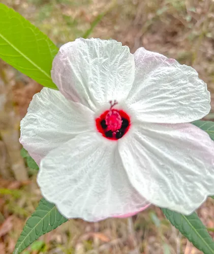 Best Hikes and Trails in Beerwah State Forest | AllTrails