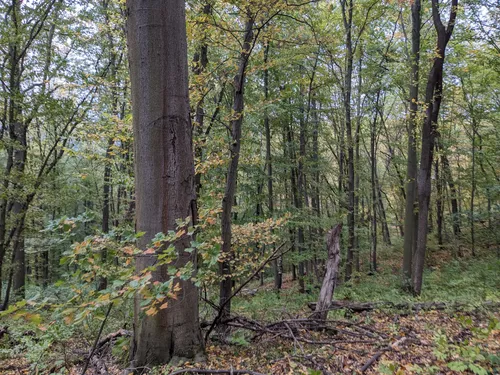 Best River Trails in Chráněná Krajinná Oblast (CHKO) Český kras | AllTrails