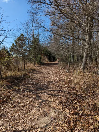 2023 Best Forest Trails in Mayo | AllTrails