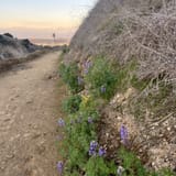 Powder Canyon Loop Trail, California - 2,368 Reviews, Map | AllTrails