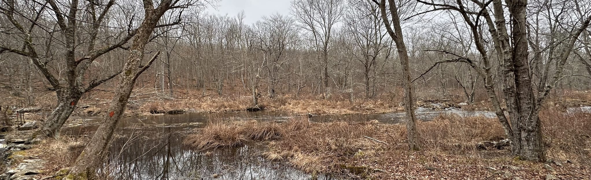Thunder Swamp Trail: South Loop, Pennsylvania - 54 Reviews, Map | AllTrails