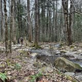 Cosby Nature Trail, Tennessee - 550 Reviews, Map | AllTrails