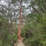 Lane Cove Riverside Walk, New South Wales, Australia - 1,477 Reviews ...