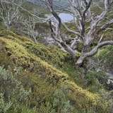 Illawong Walk, New South Wales, Australia - 330 Reviews, Map | AllTrails