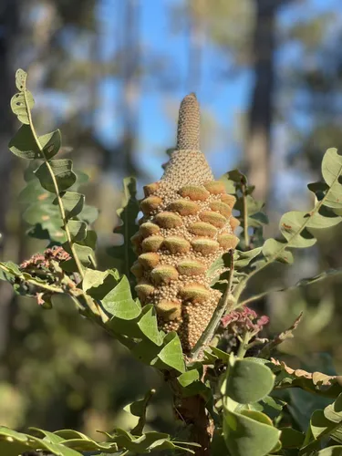 Best Hikes and Trails in Nannup | AllTrails